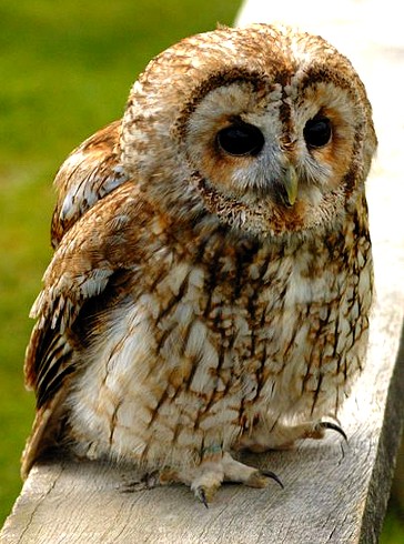 Allocco Gufo selvatico Tawny Owl Strix aluco